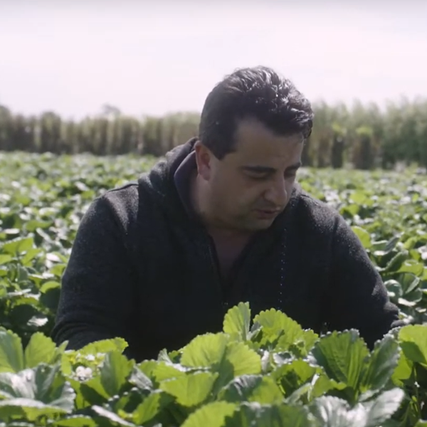 Serenade Opti delivers on botrytis control | News | Bayer Crop Science