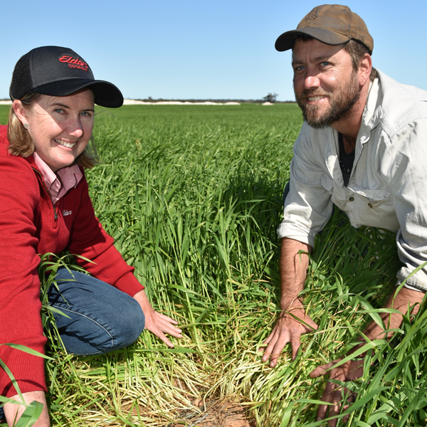 Mateno Complete Barley herbicide | News | Bayer Crop Science Australia