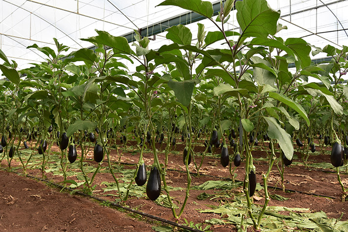 SIVANTO Prime Virginia Trial | News | Bayer Crop Science Australia