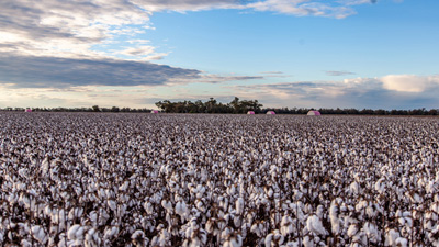 APVMA experimental permit, XtendFlex® cotton | News | Bayer Crop ...