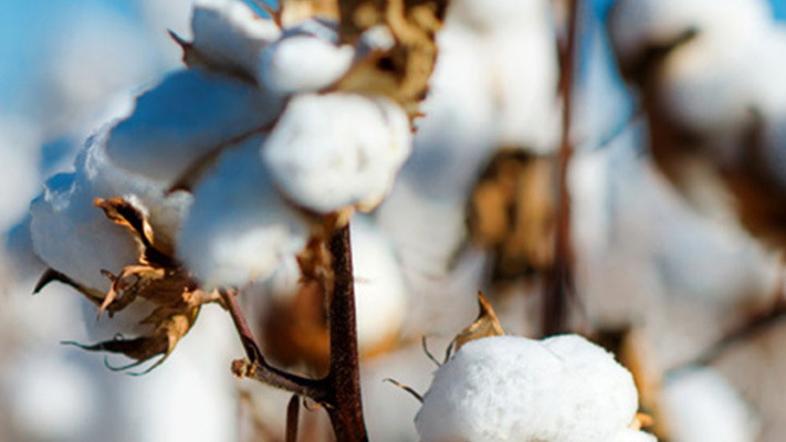 Monsanto Cotton Grower of the Year 2017 | News | Bayer Crop Science