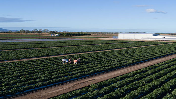 Capsicum growers take disease management masterclass | News | Bayer ...