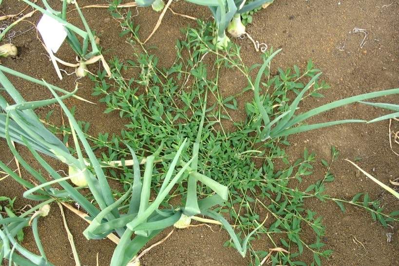 Wild Radish | Weed Control | Bayer Crop Science